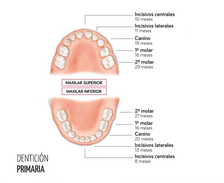 Anatomía normal – Salud Darnos
